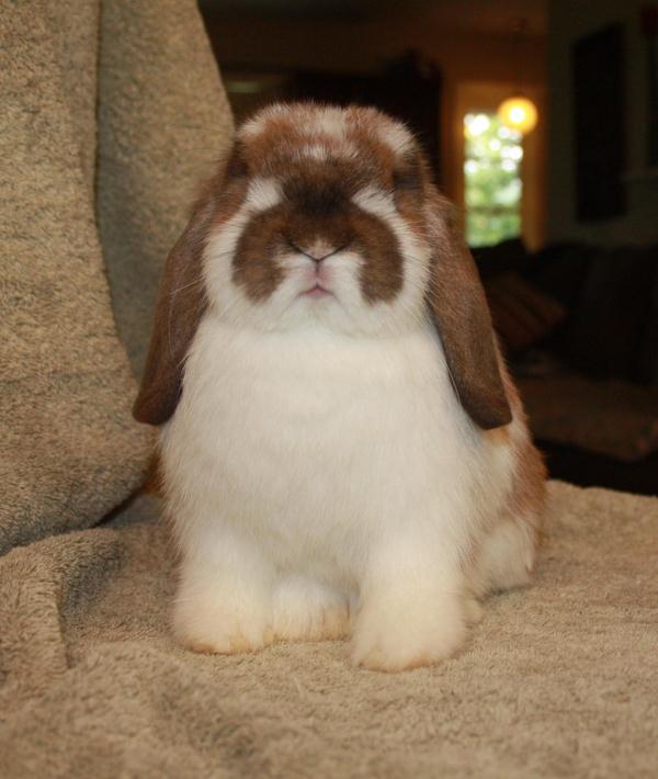 Holland Lop Does
