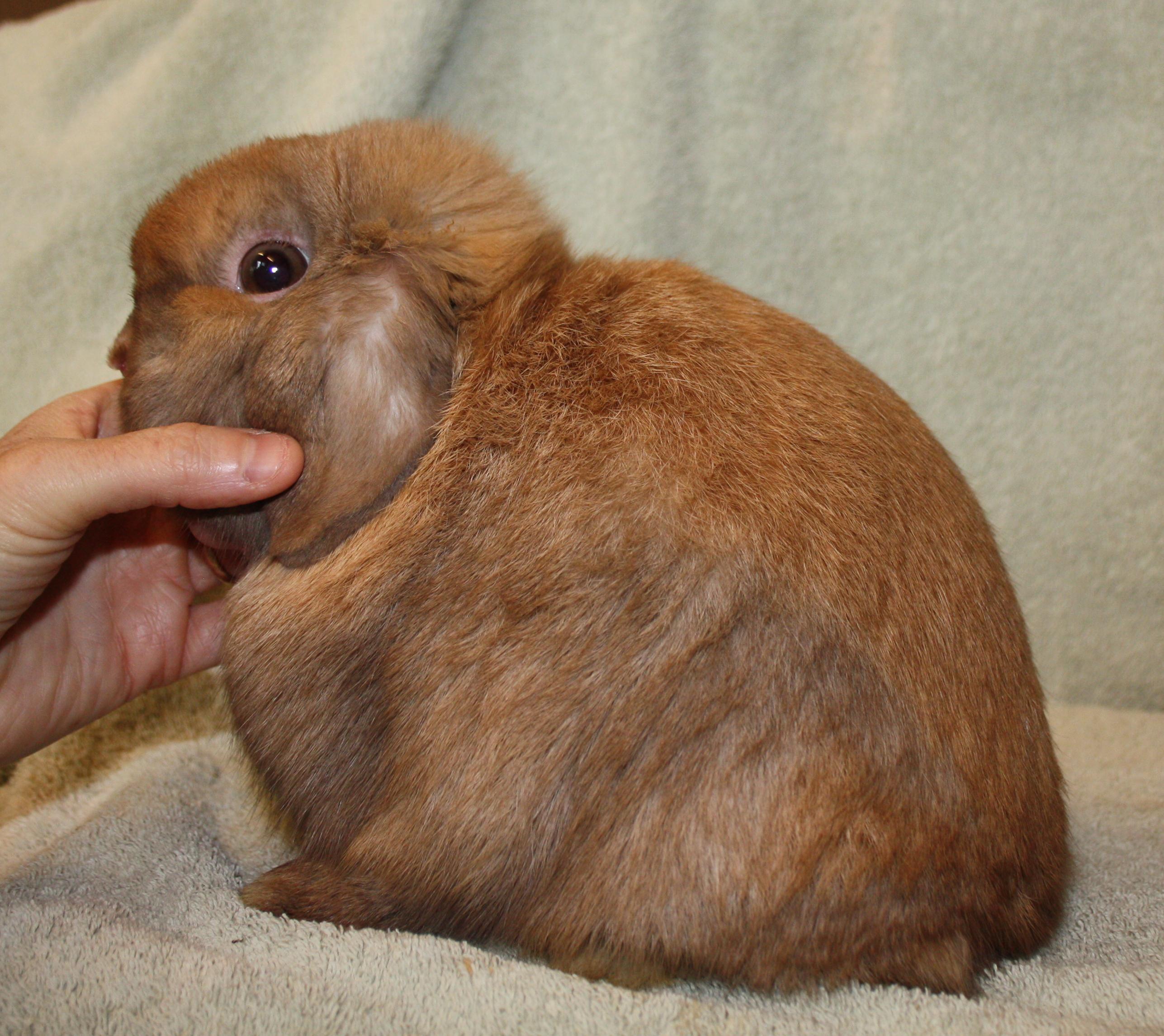 Chocolate Holland Lop Project